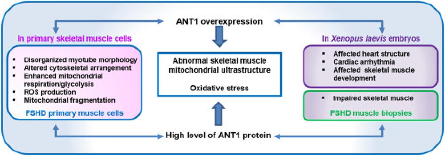 ANT1 overexpression models: Some similarities with facioscapulohumeral ...
