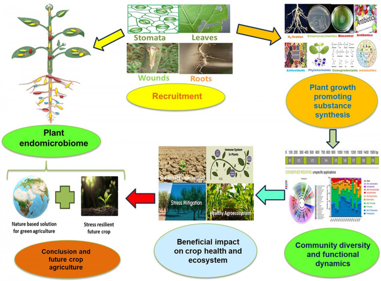The plant endomicrobiome: Structure and strategies to produce stress ...